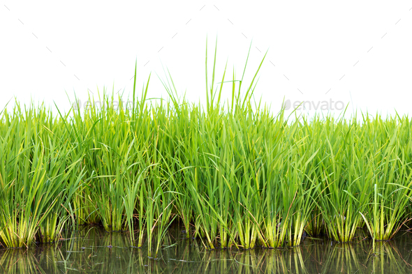 green rice sprout ready to growing in the rice field, isolated on white ...