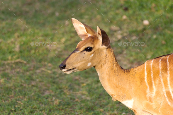 female nyala antelope (Nyala angasii), also called inyala Stock Photo ...