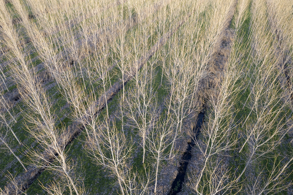 New planting of poplar trees for paper production Stock Photo by ...