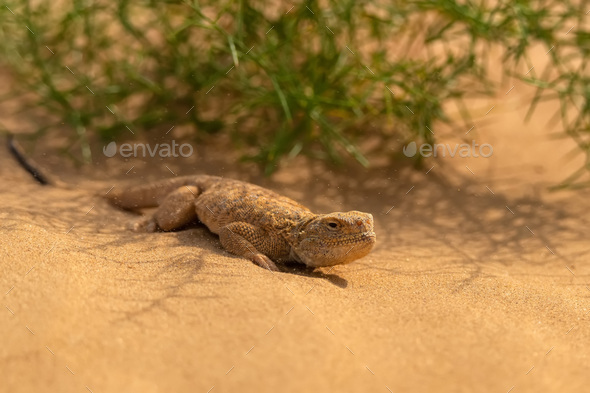 Secret Toadhead Agama or Phrynocephalus mystaceus. Toad-headed agama ...