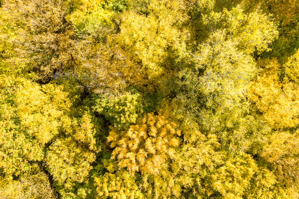 Top down aerial view of green and yellow canopies in autumn forest with ...