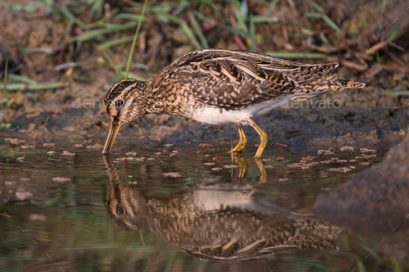 Common snipe bird in its habitat in the wetlands in search of food ...