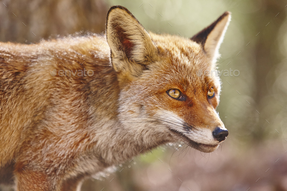 Fox head with green background. Wildlife in the forest Stock Photo by ...
