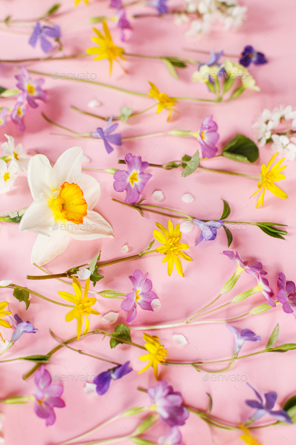 Colorful spring flowers flat lay on pink background. Spring composition ...