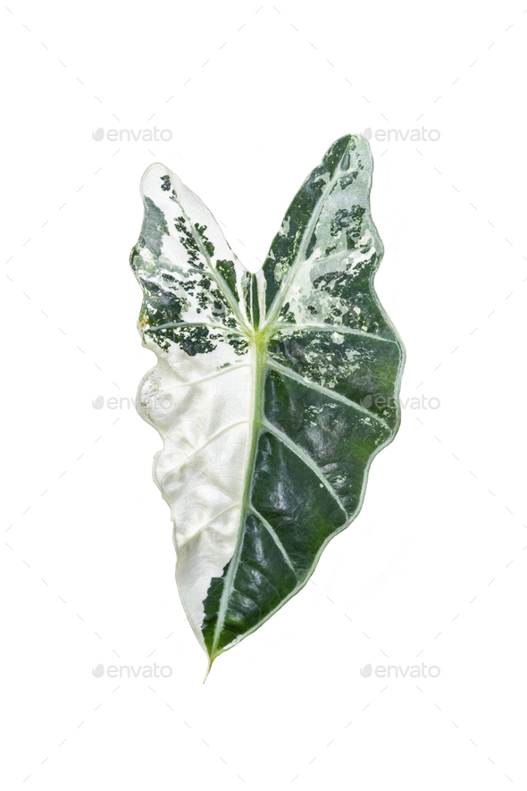 Beautiful leaf isolated on white background. Fantasy variegated leaf in ...
