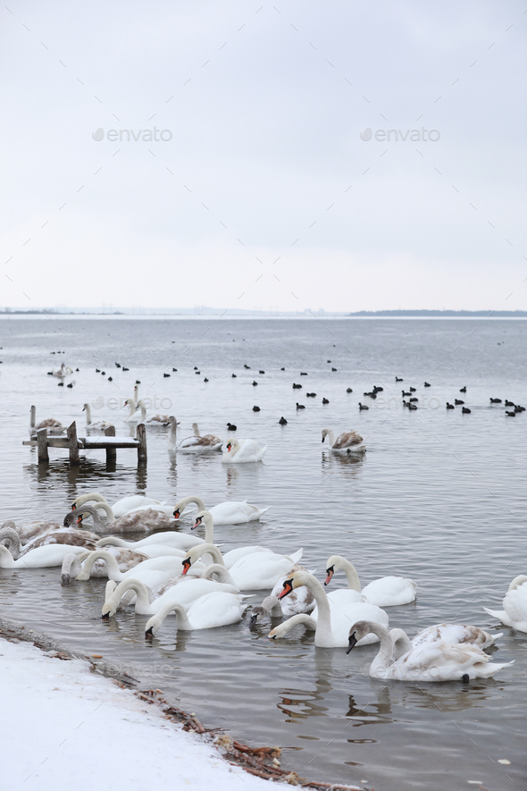 White swan flock in spring water. Swans in water. White swans ...