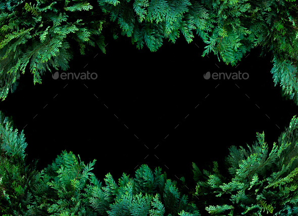 natural background branches of arborvitae spruce cypress on a black ...