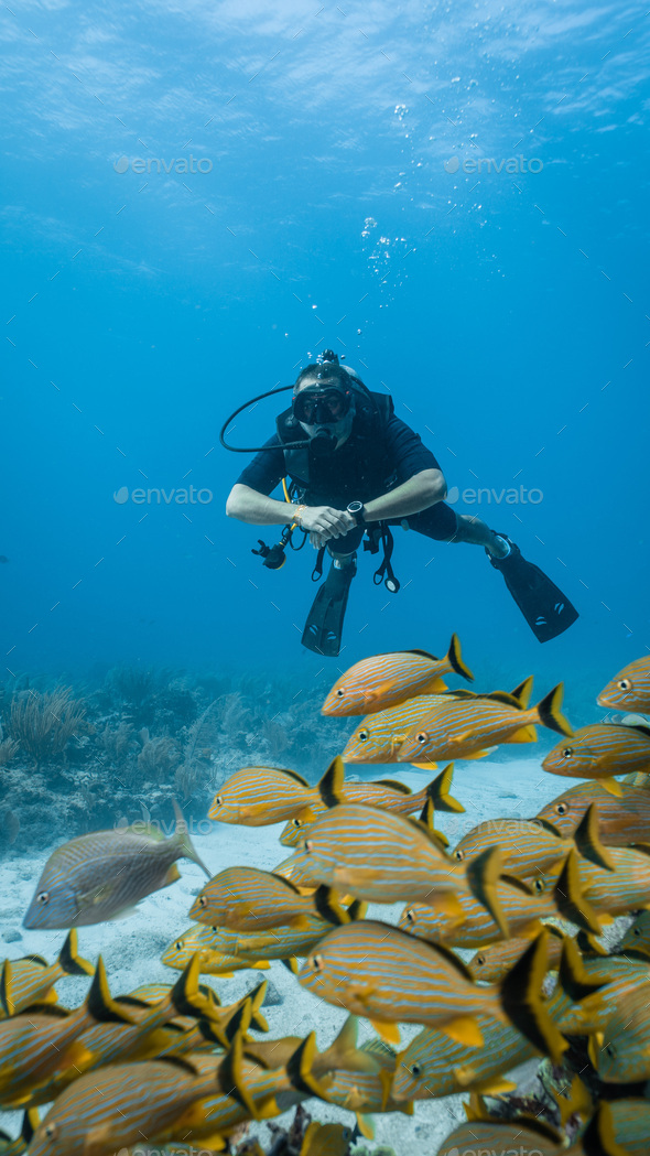 male diver posing among a school of yellow fish Stock Photo by ...