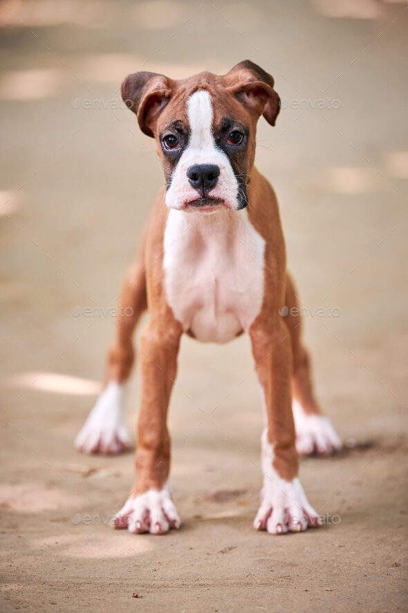 Boxer dog puppy full height portrait at outdoor park walking, footpath ...