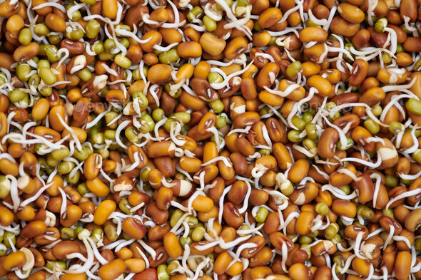 Mixed sprouts of red cowpea and green mung beans for healthy vegetarian ...