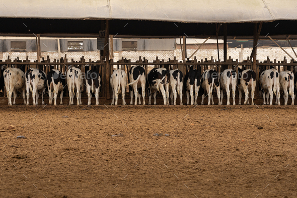 Panoramic photo of a line of cows eating in a farm Stock Photo by GSR ...