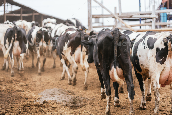 Backside of a group of cows leaving the stable in a muddy farmhouse ...