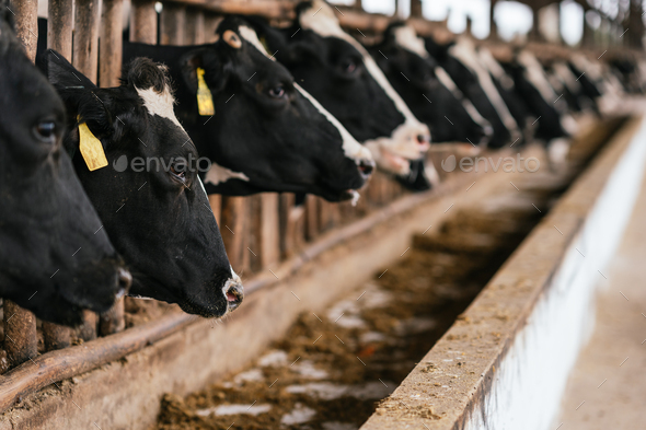 Heads of cows trapped in fences in feed bunkers on a farm Stock Photo ...