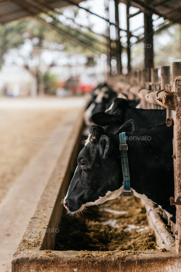 Line of cows coming out a parcel to eat in a farm Stock Photo by GSR ...