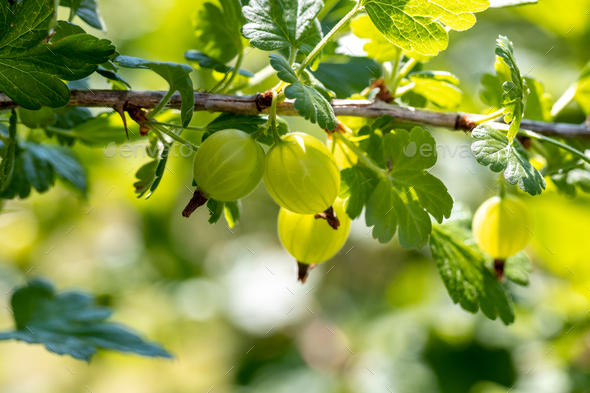 Fresh gooseberries on a branch of gooseberry bush with sunlight ...