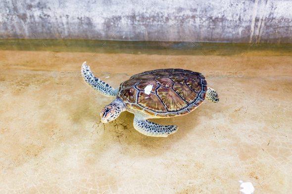 Sea turtle swims in the open pool. Turtle is brown color ...