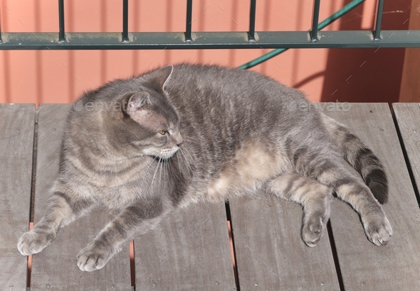 Cat sunbathing Stock Photo by Danibaal | PhotoDune