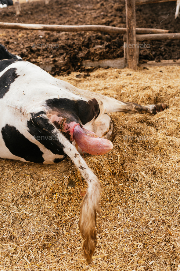 Cow giving birth lying in a straw in a ranch Stock Photo by GSR-PhotoStudio