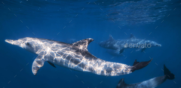 Underwater world a dolphin floats in the sea Stock Photo by TravelSync27