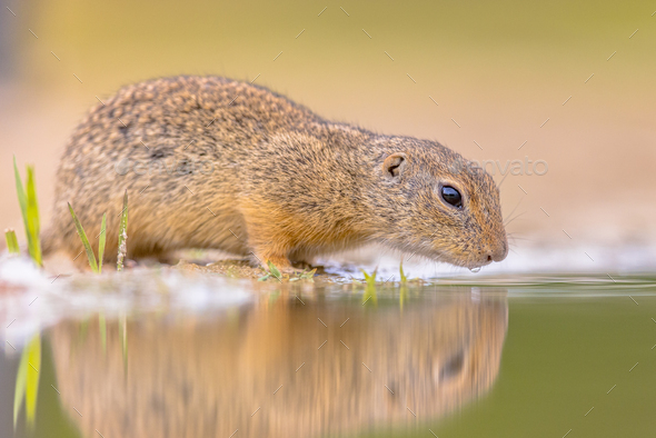European ground squirrel drinking water Stock Photo by CreativeNature_nl