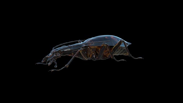 Damaster Blaptoides Insect, Motion Graphics | VideoHive