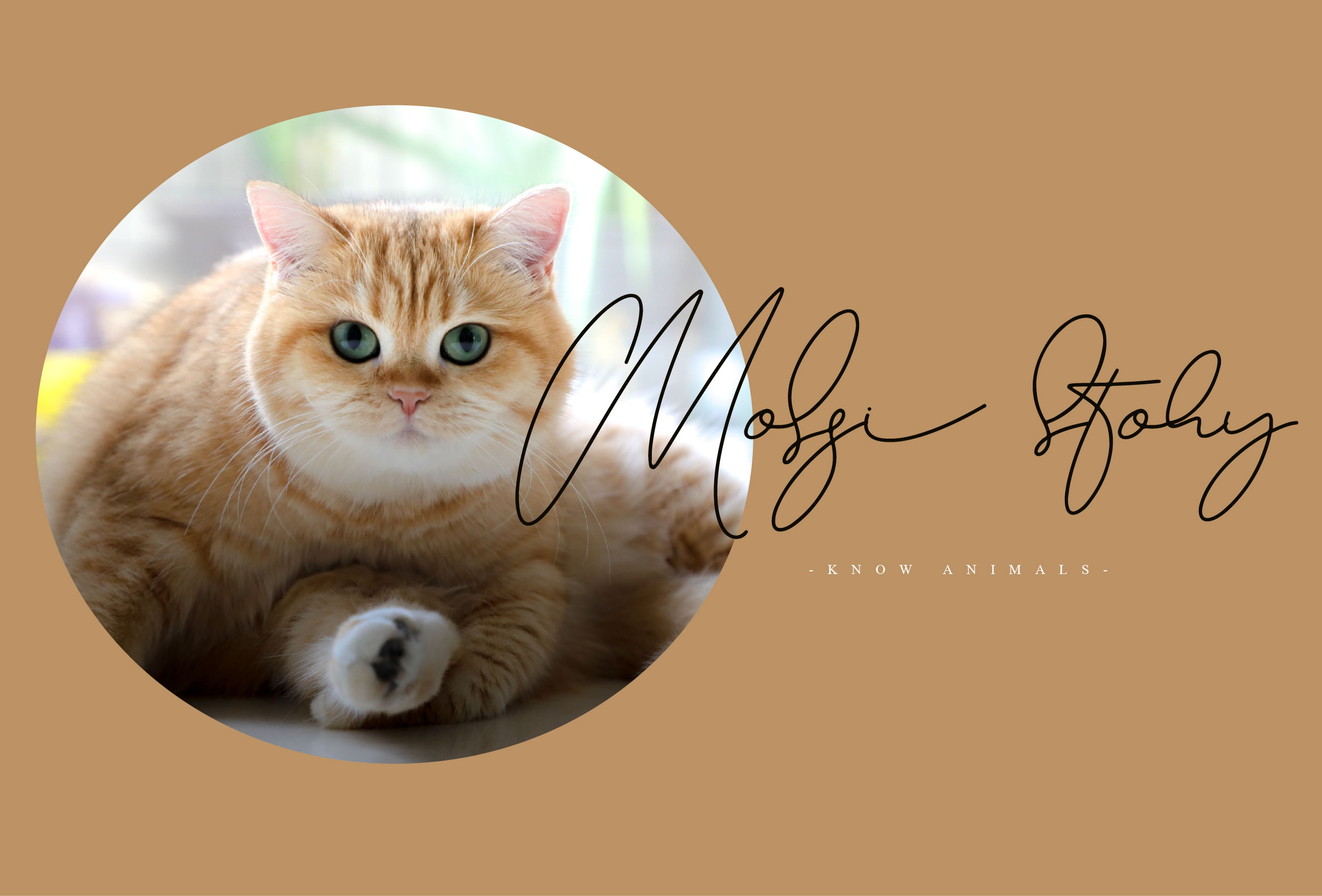 Australlia - a Signature Font, Fonts | GraphicRiver