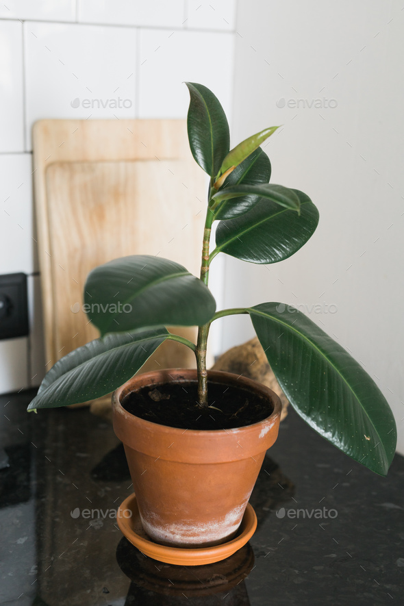 Ficus houseplant in orange ceramic pot indoors - home plant concept ...