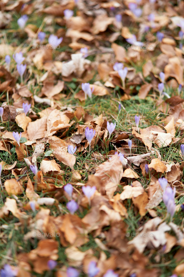Blue wildflowers sprout through the fallen brown foliage among the ...