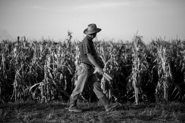 Senior farmer walking in corn field and examining crop before ...
