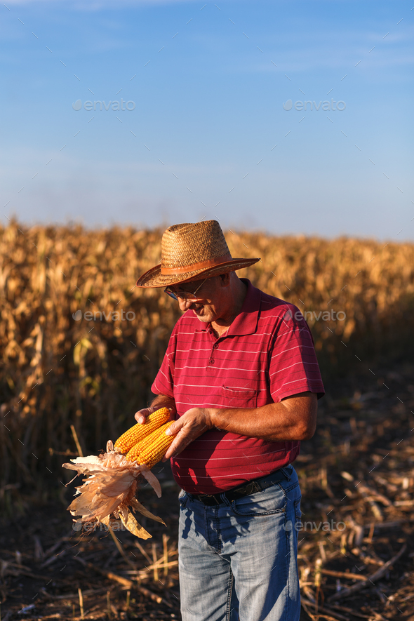 Senior farmer standing in corn field and examining crop before ...