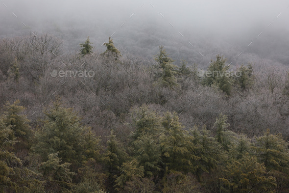 Icy trees in the Appalachian mountains Stock Photo by hokietim | PhotoDune