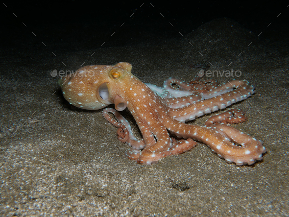 Atlantic white spotted octopus at night Stock Photo by SakisLazarides