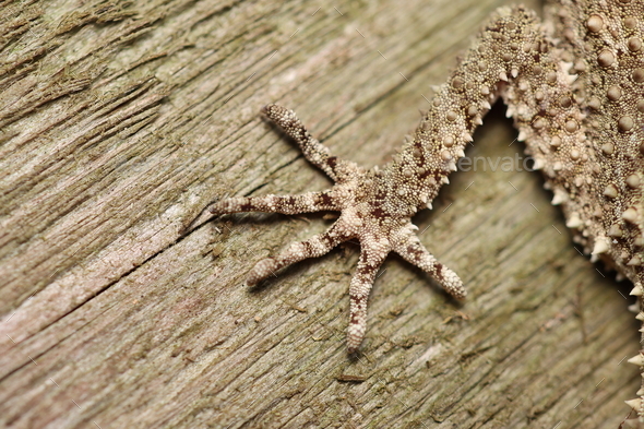 Australian Leaf tailed gecko Stock Photo by jptunks | PhotoDune