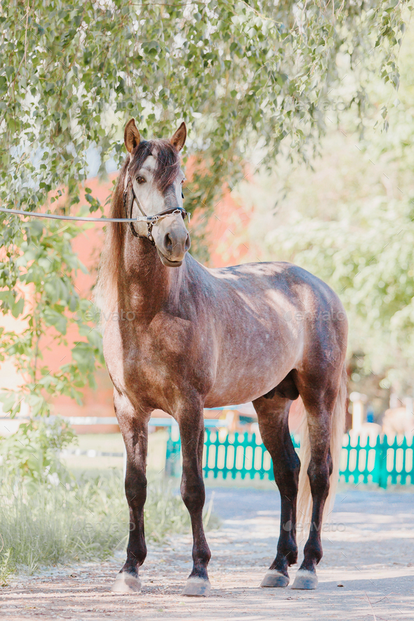 Beautiful horse portrait in motion in the stallion. Equine. Countryside ...