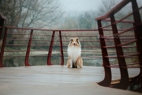 Ginger orange Rough Collie dog portrait autumn. Beautiful fluffy dog in ...