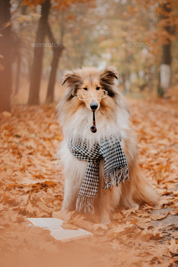 The Rough Collie dog. Dog with glasses reading a book. Autumn mood ...