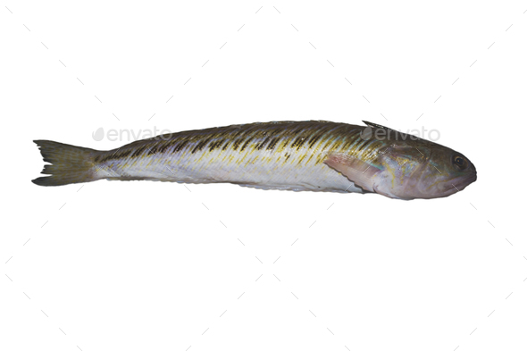 Trachinus draco, greater weever, venomous marine fish isolated on a ...