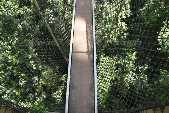 treetop walk way in the rainforest national park somewhere in ghana ...