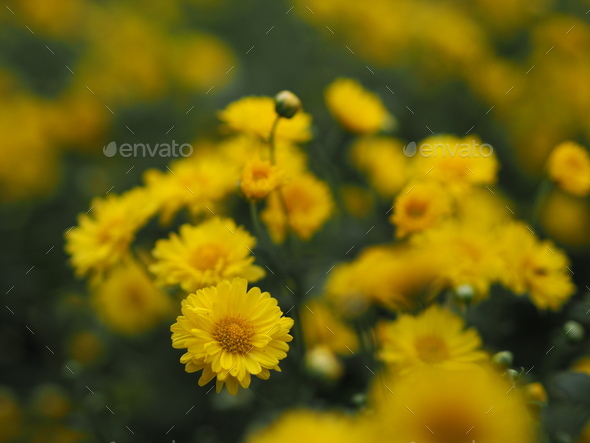 Bush Chrysanthemum indicum Scientific name Dendranthema morifolium ...
