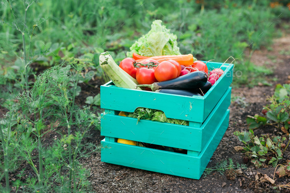 Wooden box filled fresh vegetables in garden - harvesting and gardening ...