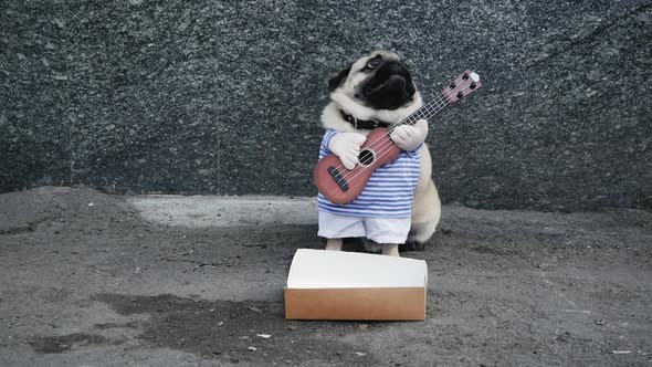 Cute Funny Pug Dog Earning with Playing Music on Guitar on the City ...