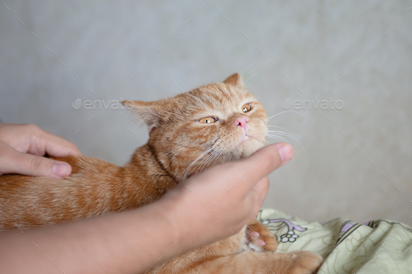 Ginger kitten likes being pets by male hand. Purebed british ...