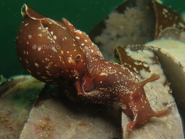 Mating sea hares in the North Sea Stock Photo by SakisLazarides | PhotoDune