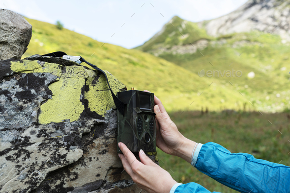 female hands of scientist biologist zoologist sets camera trap for ...
