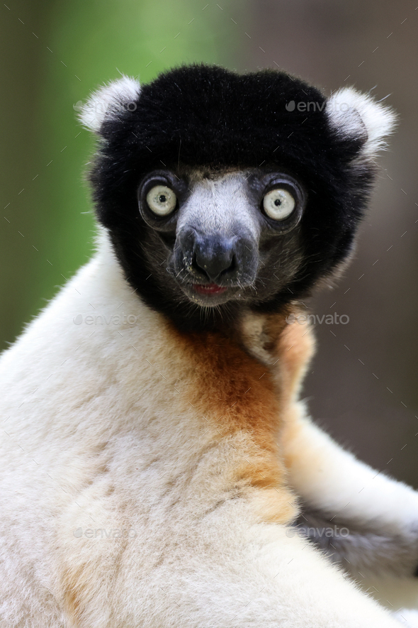 Close up of crowned sifaka (Propithecus coronatus) Stock Photo by Edwin ...
