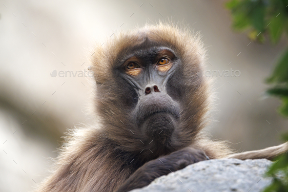 The gelada (Theropithecus gelada), sometimes called the bleeding-heart ...