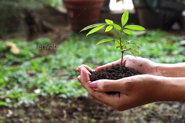 Hands holding young plant Stock Photo by Queenmoonlite35 | PhotoDune