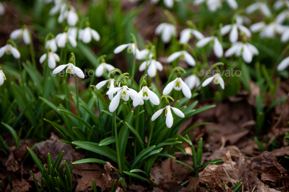 Flowers snowdrops in garden, sunlight. First beautiful snowdrops in ...