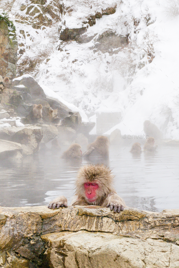 Snow monkeys relaxing in the hot springs Stock Photo by phoenixproduction