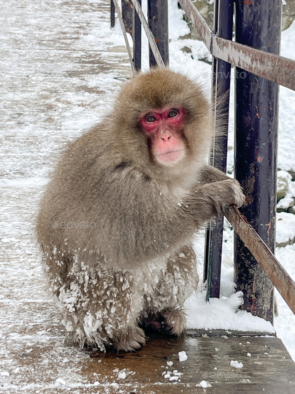 Snow monkeys sitting in the snow Stock Photo by phoenixproduction ...